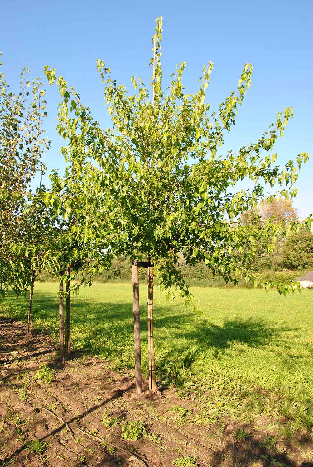 Bomen - Boomkwekerij Klanderman